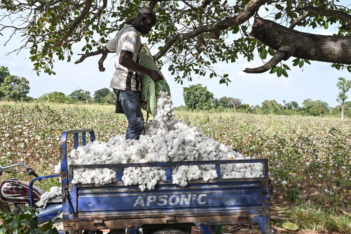 African cotton: Governments step back in as markets falter
