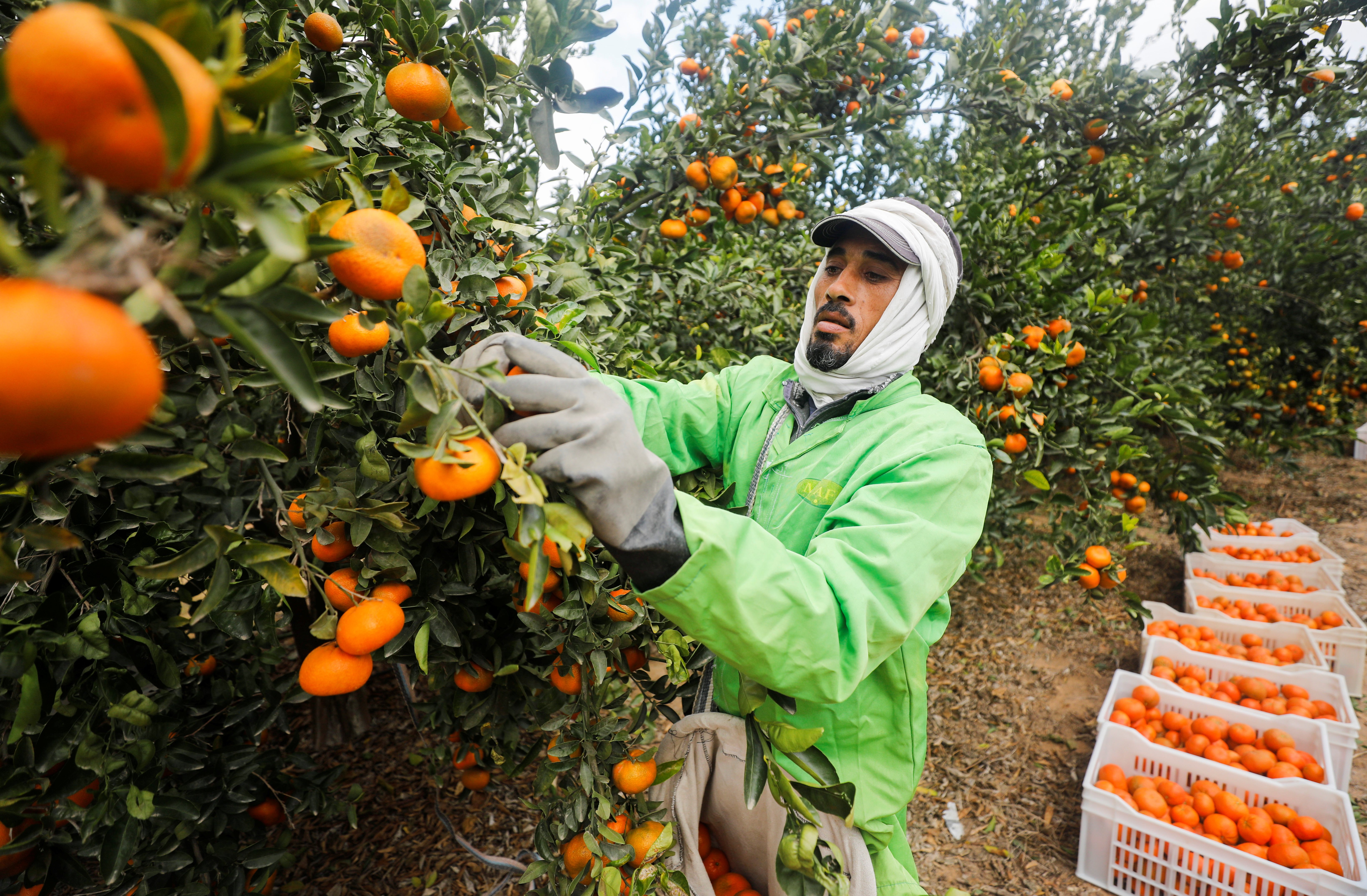 Egypt’s fresh orange exports are squeezing out other citrus crops