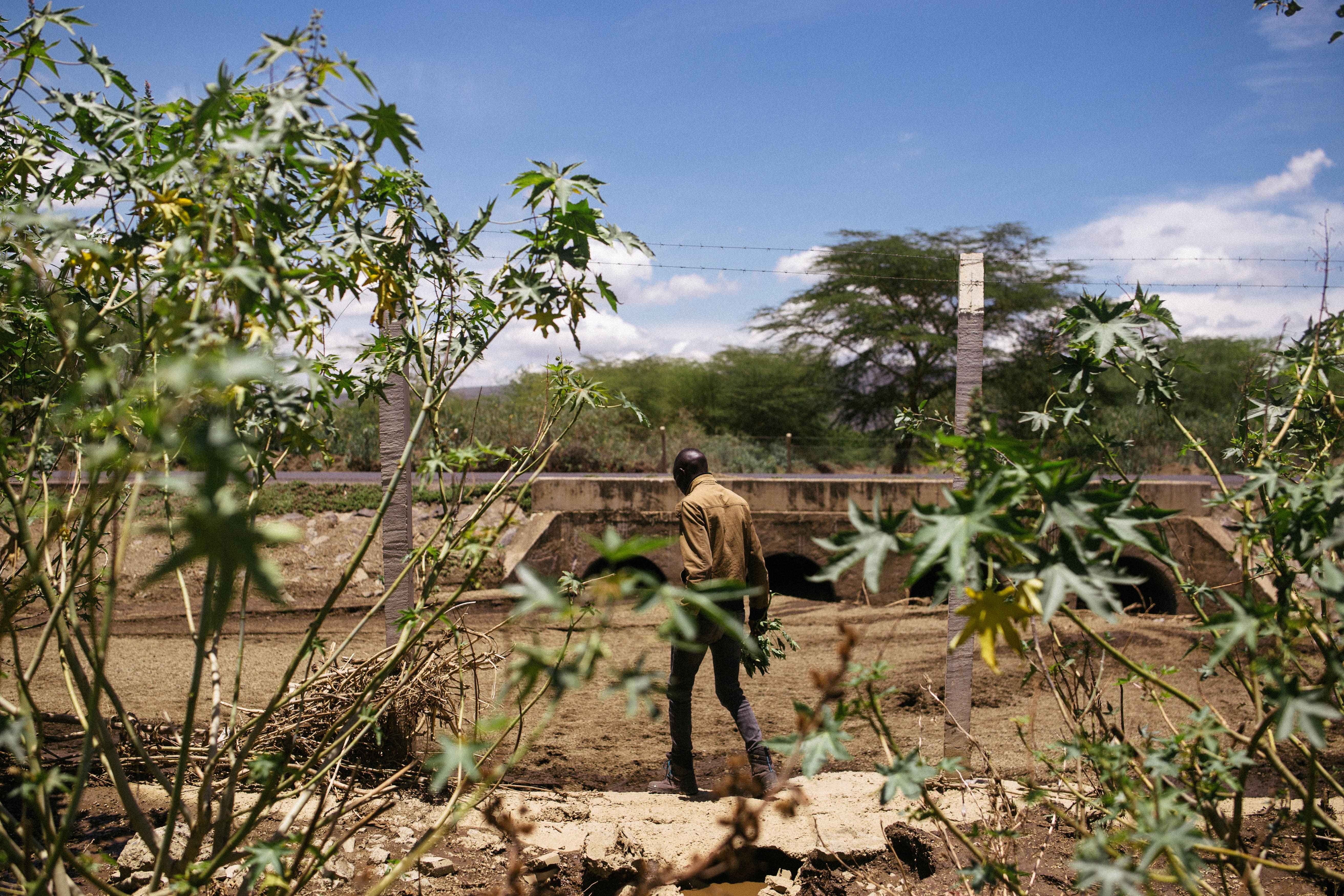 Kenya: Farmers watch helplessly as noxious weed kills Maasai livestock