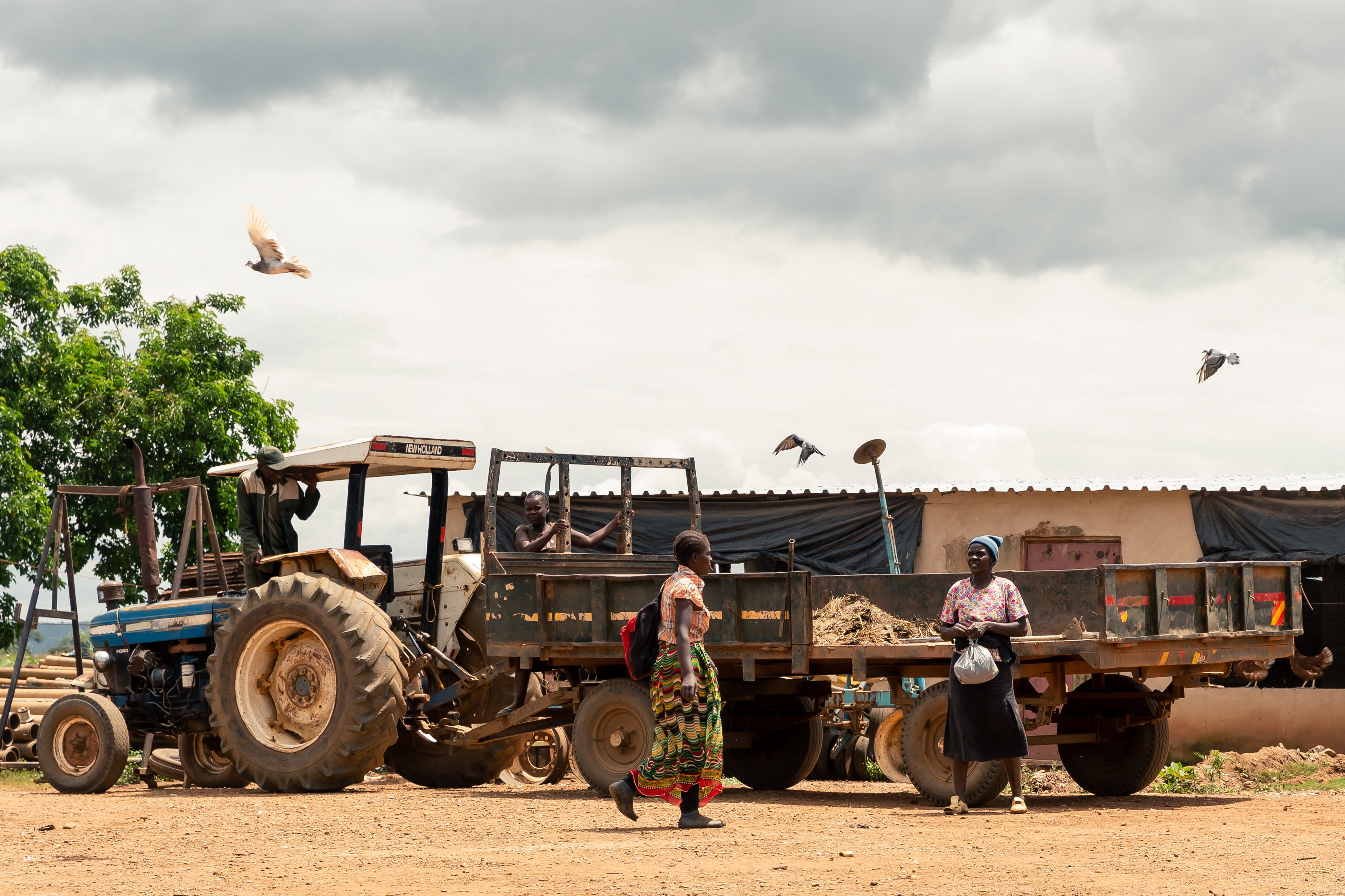 Zimbabwe: How farmers are reviving the blueberry industry