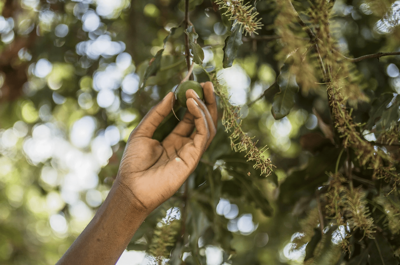 Pamoja helps grow macadamia market in East Africa