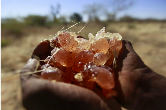 Chad’s cash cow gum arabic fine-tunes its future