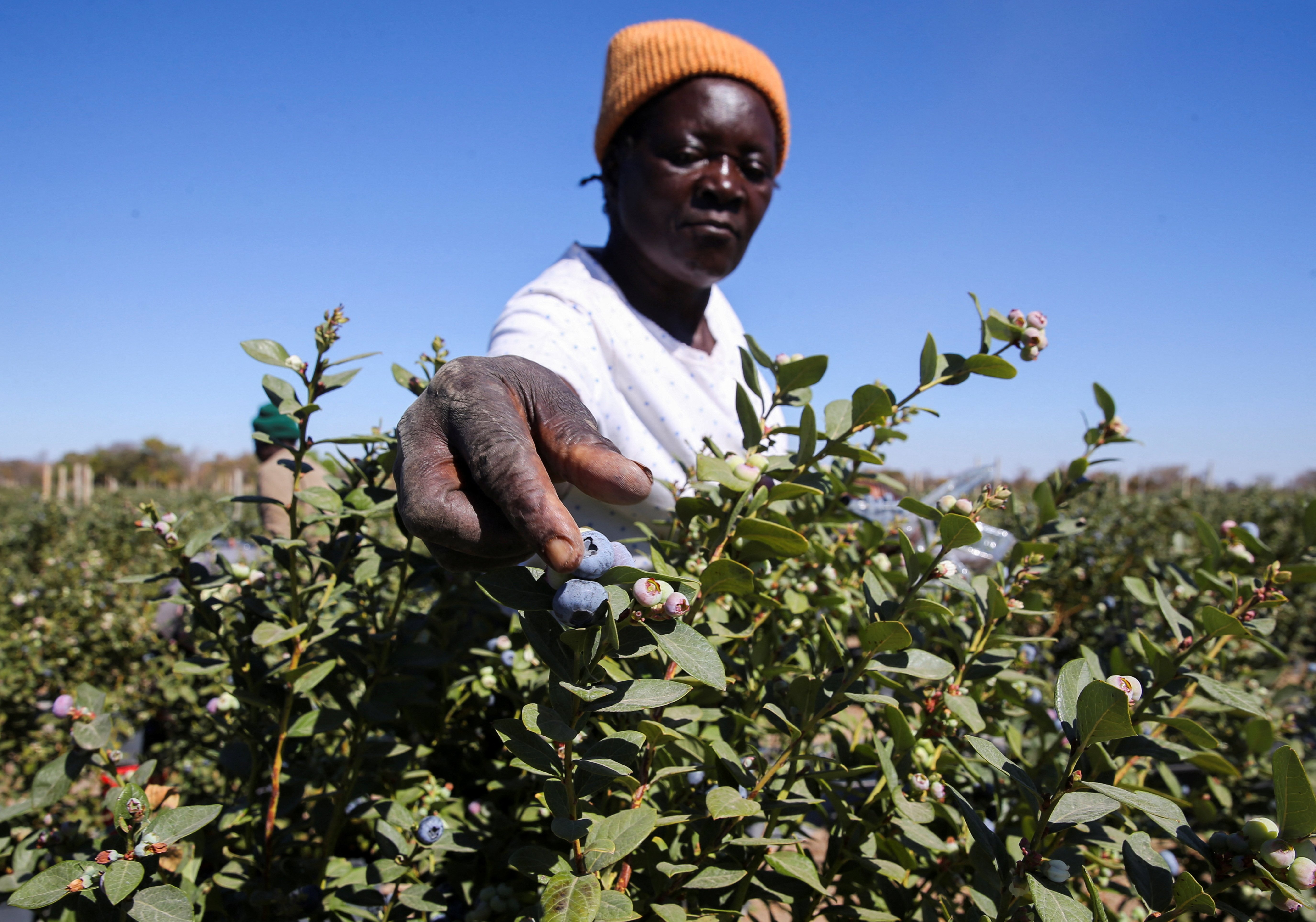 Zimbabwe’s President Mnangagwa is plotting another land heist