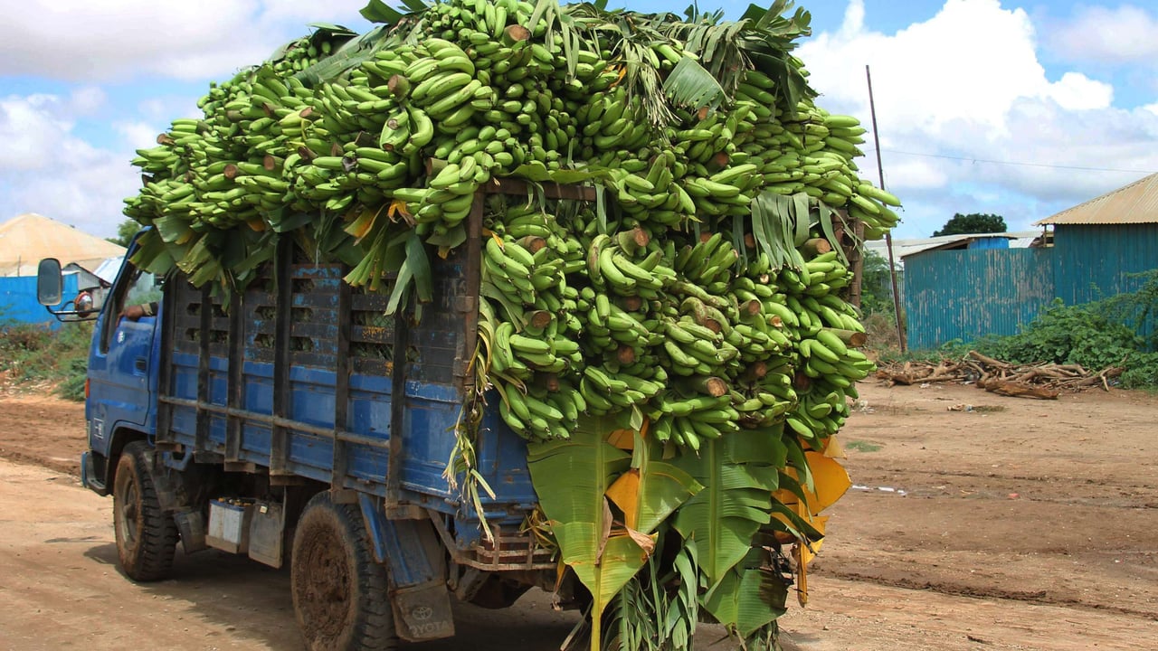 Somalia’s food crisis: What are the solutions? - The Africa Report.com