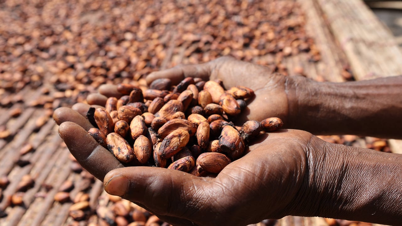 Who are the real kings of cocoa in Africa? - The Africa Report.com