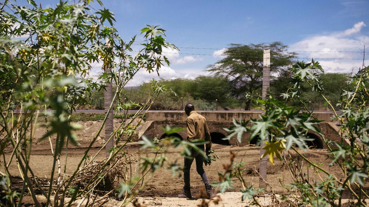 Kenya: noxious weed killing Maasai livestock, as others stand by - The ...