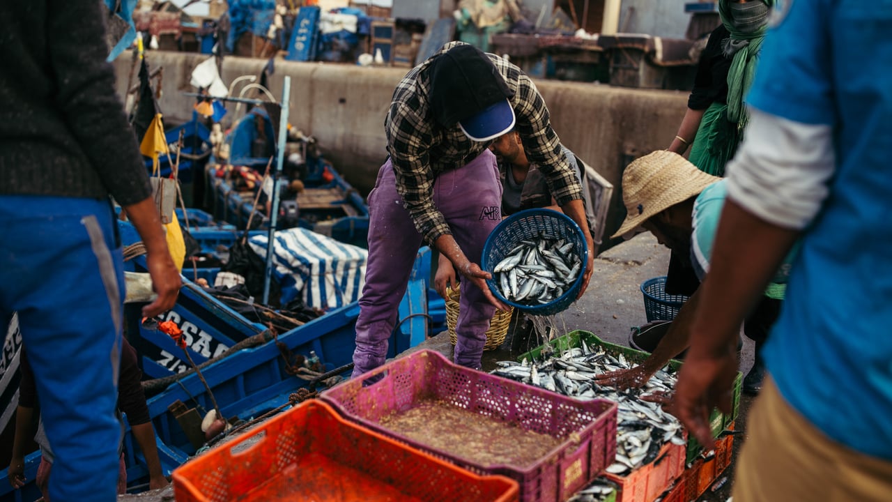Western Sahara: Looking at EU-Morocco fisheries deal on the ground ...