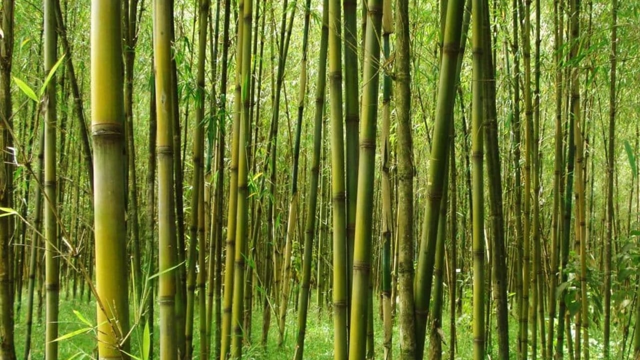 African Bamboo bets on carbon credits to scale up Ethiopia operations ...