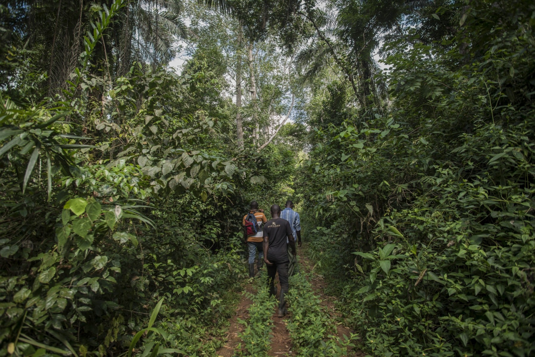 Opinion: EU guidelines help Ghana tackle illegal logging operations