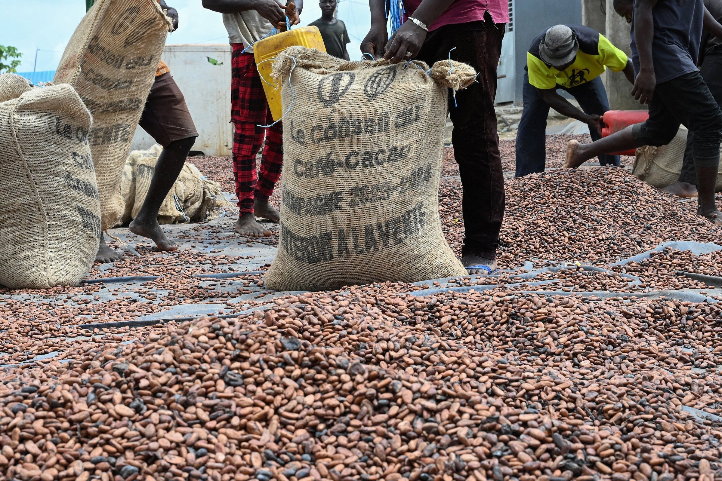 Côte d’Ivoire sets cocoa price at record level
