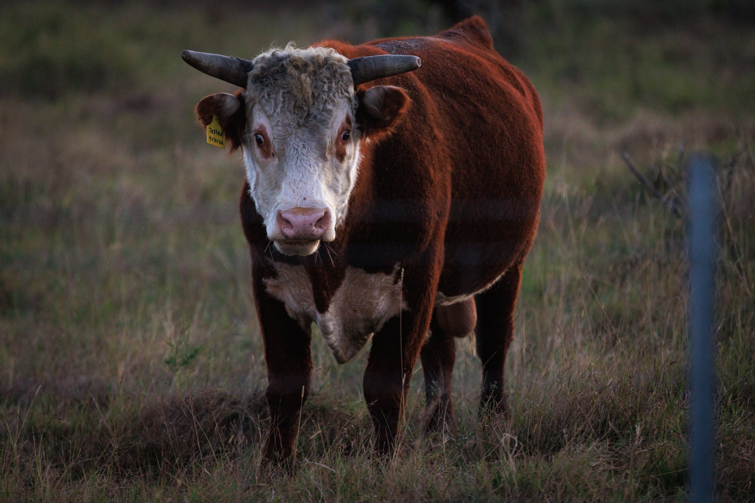 How Texan bull semen is transforming African agriculture