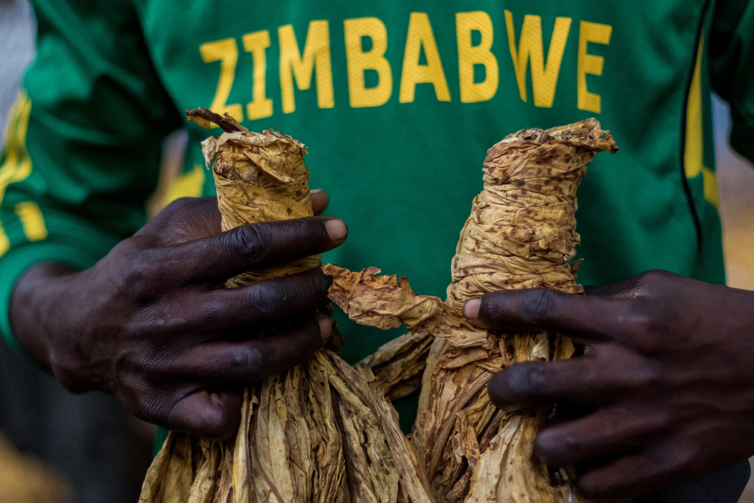Zimbabwe’s tobacco boom – why most profits still leave with the leaf
