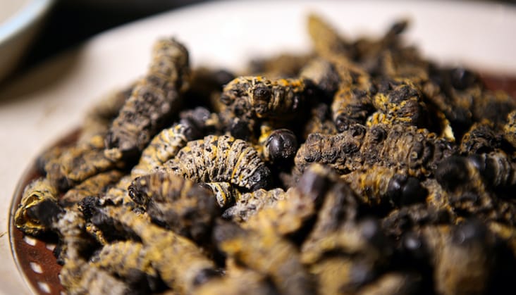 Africa: All the buzz about edible insects - The Africa Report.com