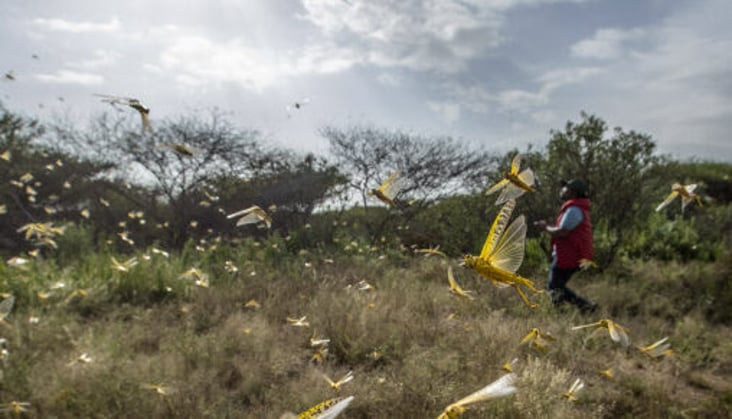 Hopping to another crisis: Locusts and coronavirus in East Africa - The ...