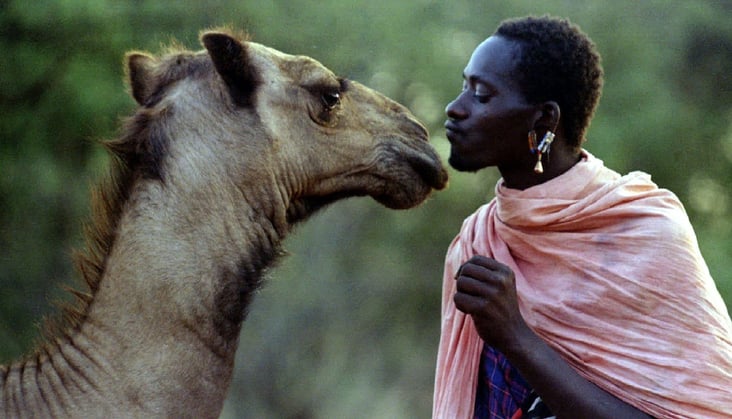 Tanzania leads the way in Africa’s livestock renaissance - The Africa ...