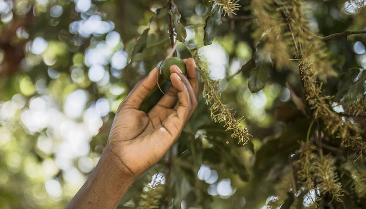 Pamoja helps grow macadamia market in East Africa - The Africa Report.com