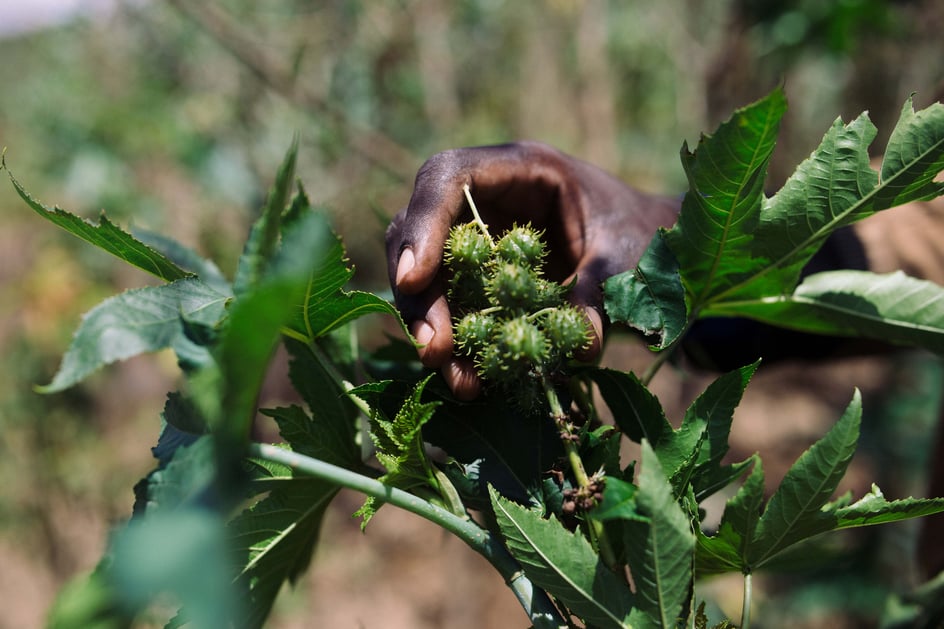 Kenya: noxious weed killing Maasai livestock, as others stand by - The ...