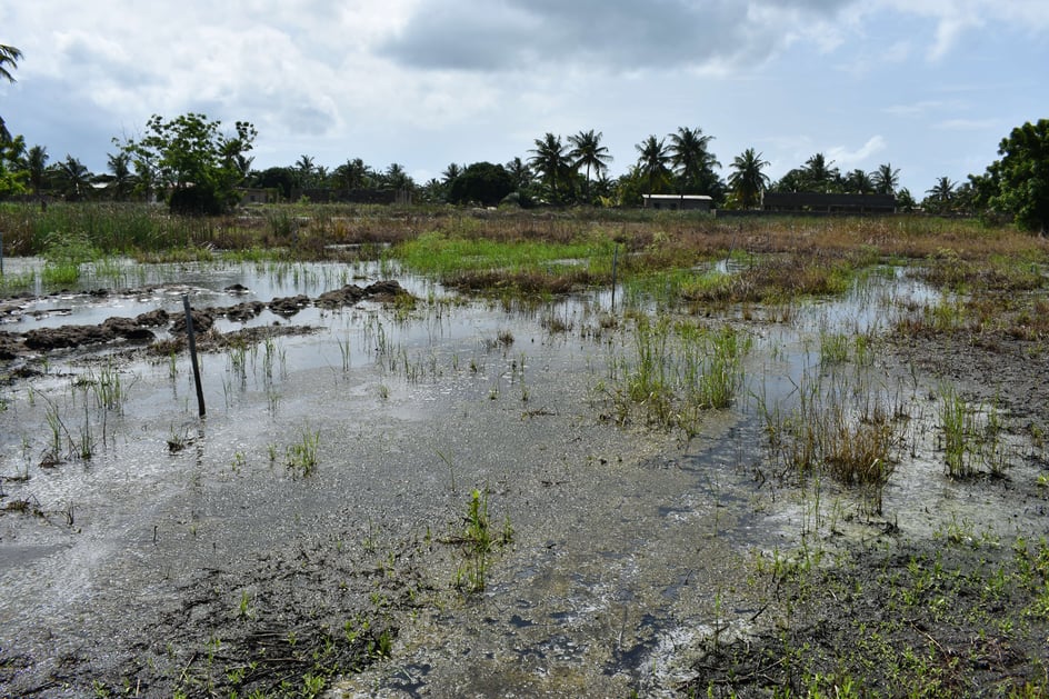 With no help in sight, Ghana’s coastal farmers are drowning in salt ...
