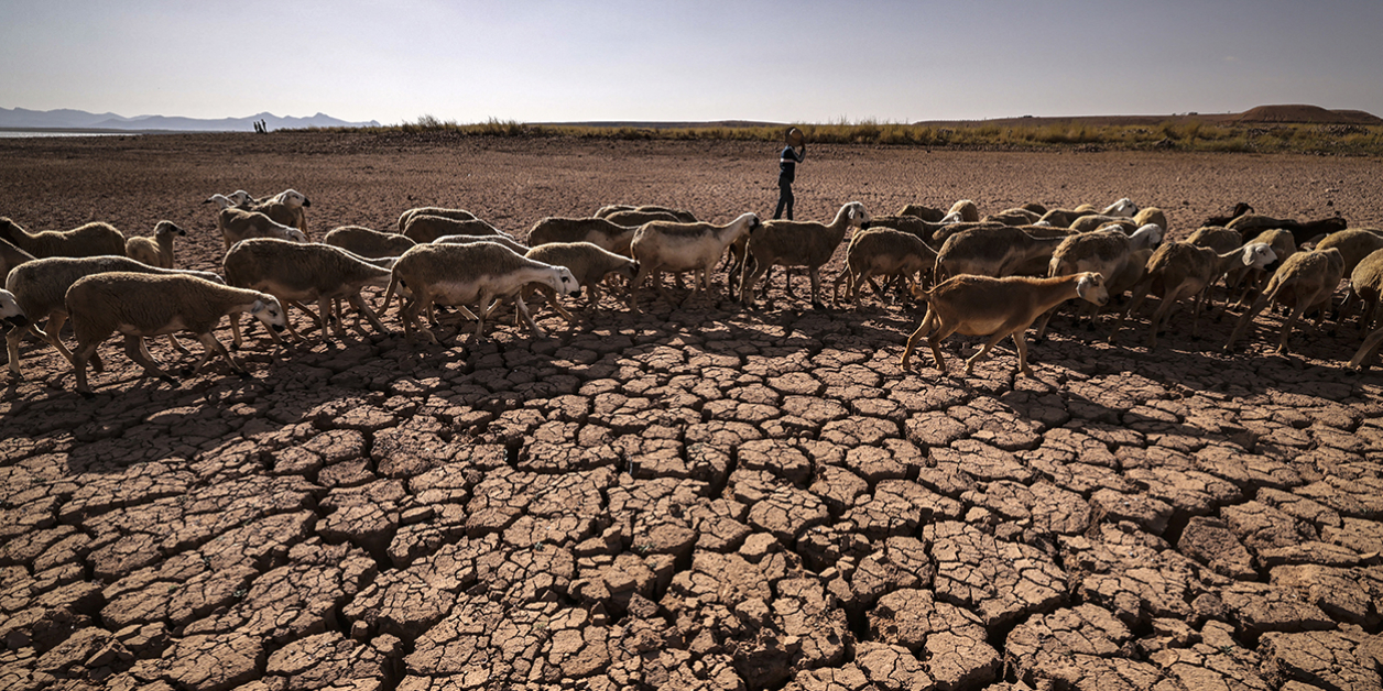 Africa is part of the solution to climate change, not just a victim ...